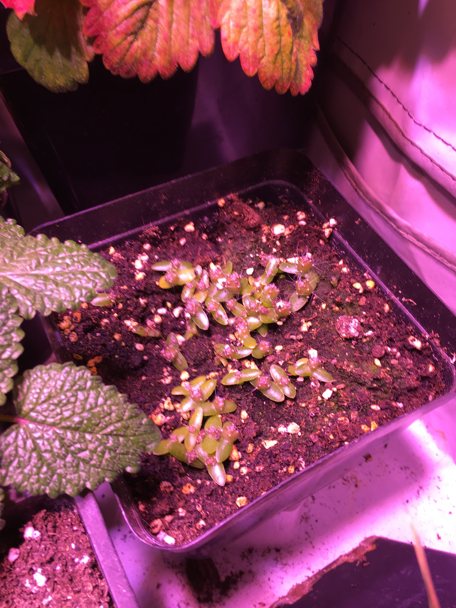 Soleil d’intérieur : Fin du test - Led horticoles
