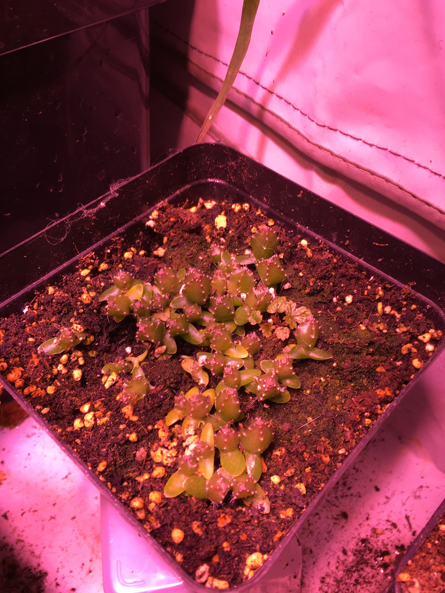 Soleil d’intérieur : Fin du test - Led horticoles