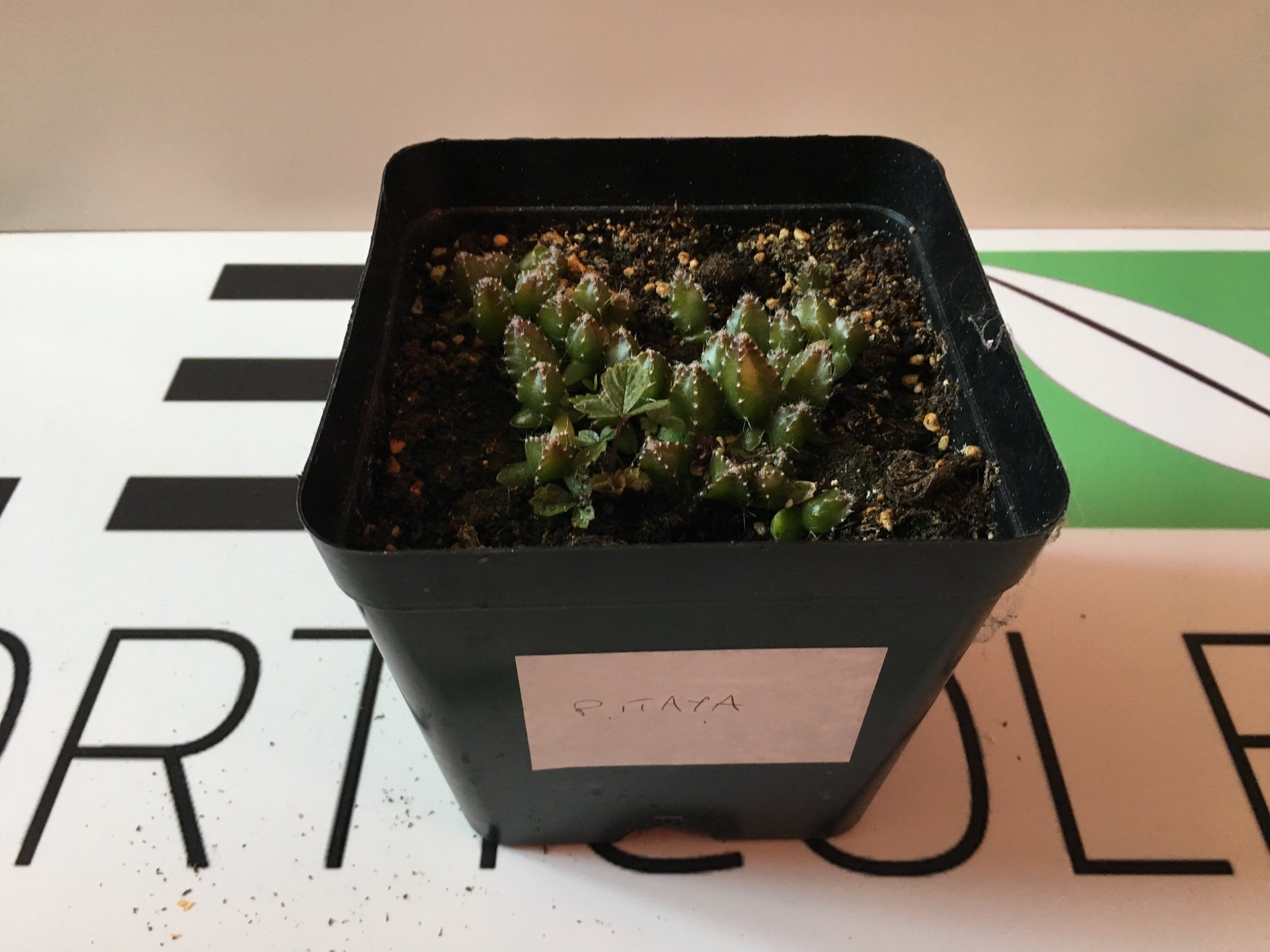 Soleil d’intérieur : Fin du test - Led horticoles