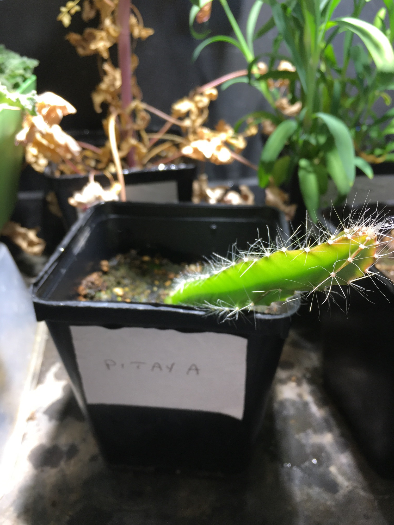 Fear the walking LED : Phase 1 - Led horticoles