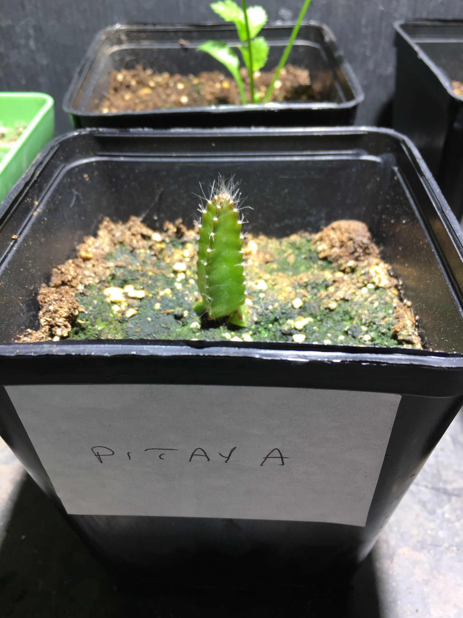 Fear the walking LED : Phase 1 - Led horticoles