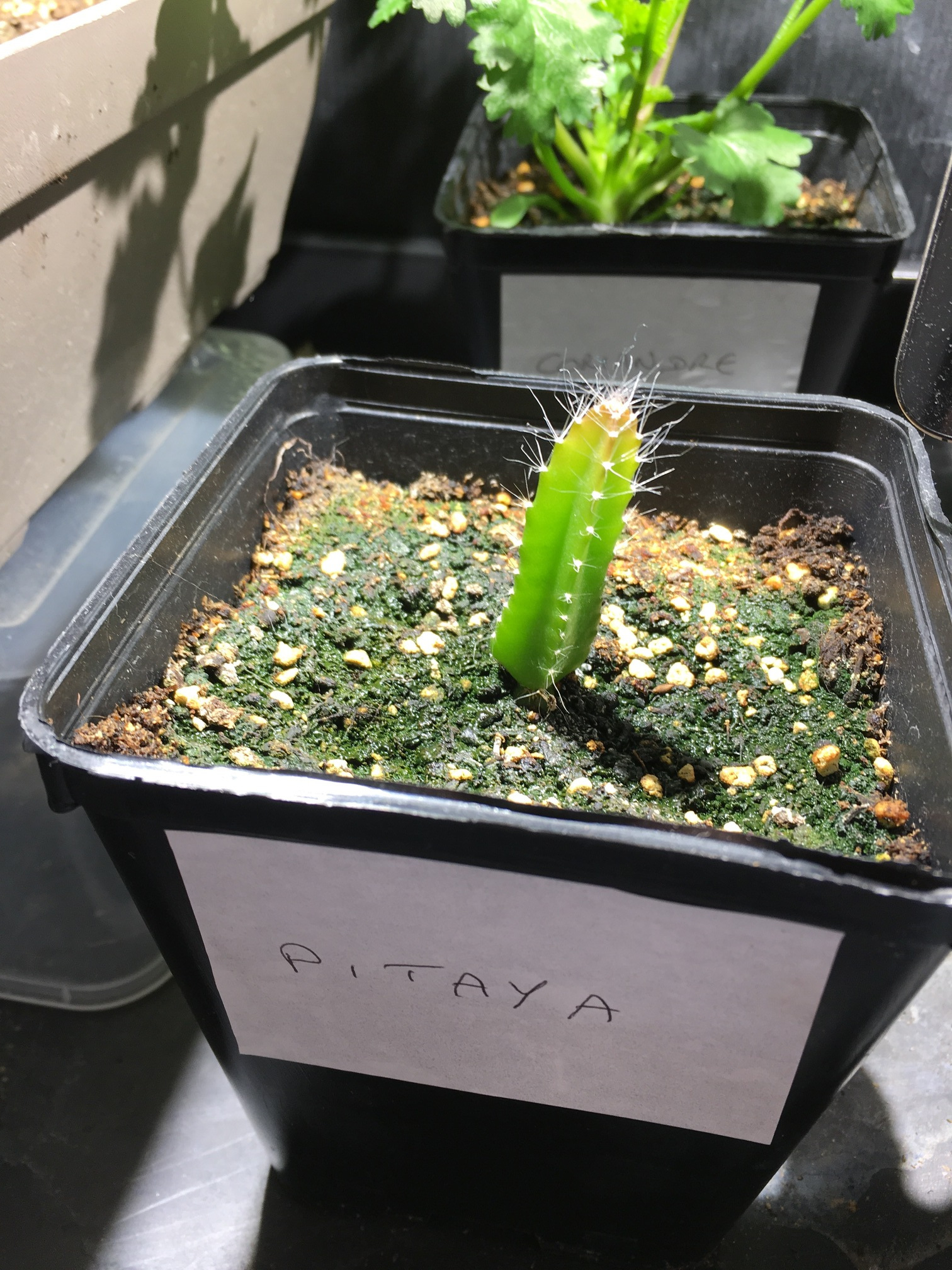 Fear the walking LED : Phase 1 - Led horticoles