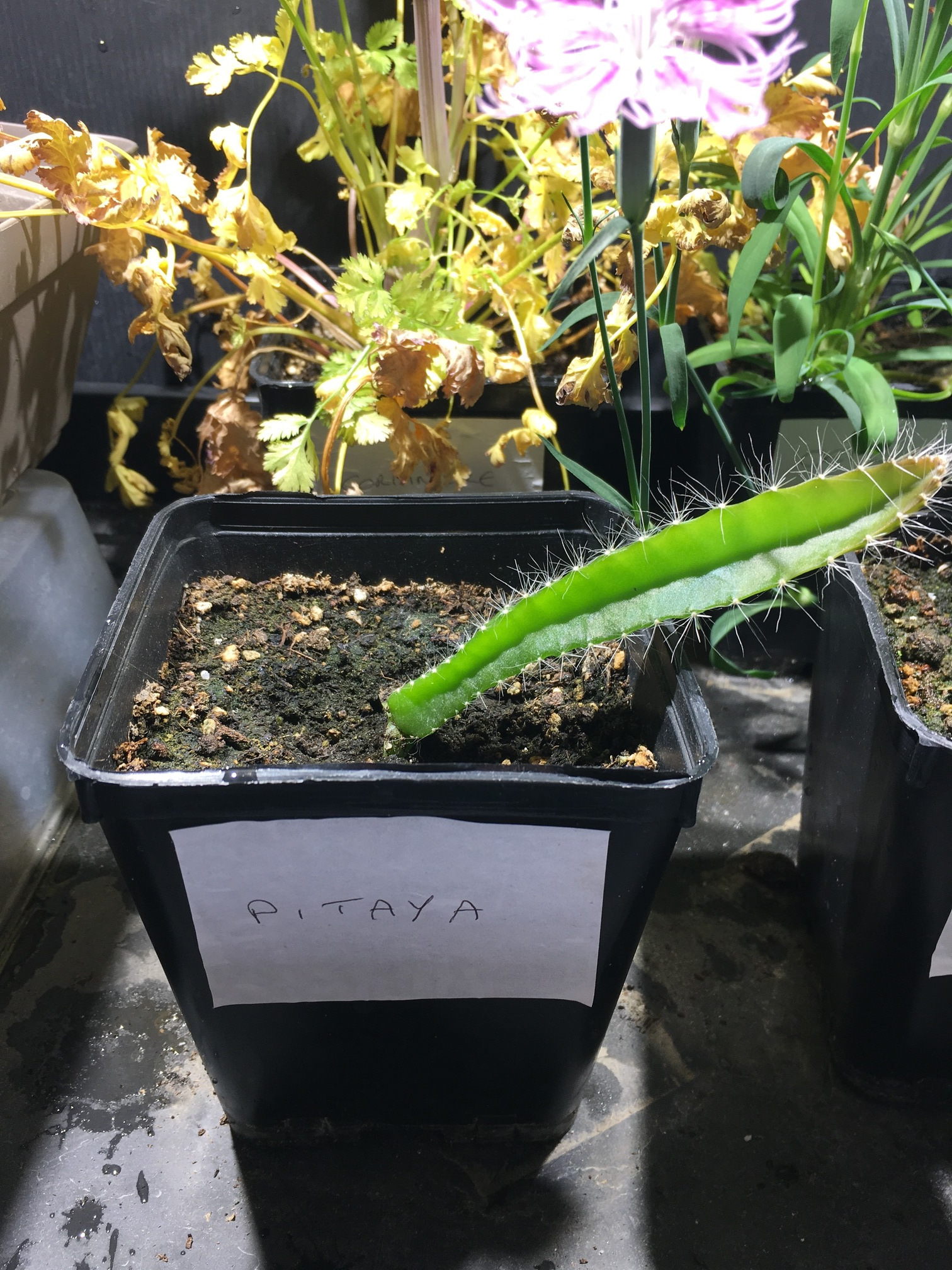 Fear the walking LED : Phase 1 - Led horticoles