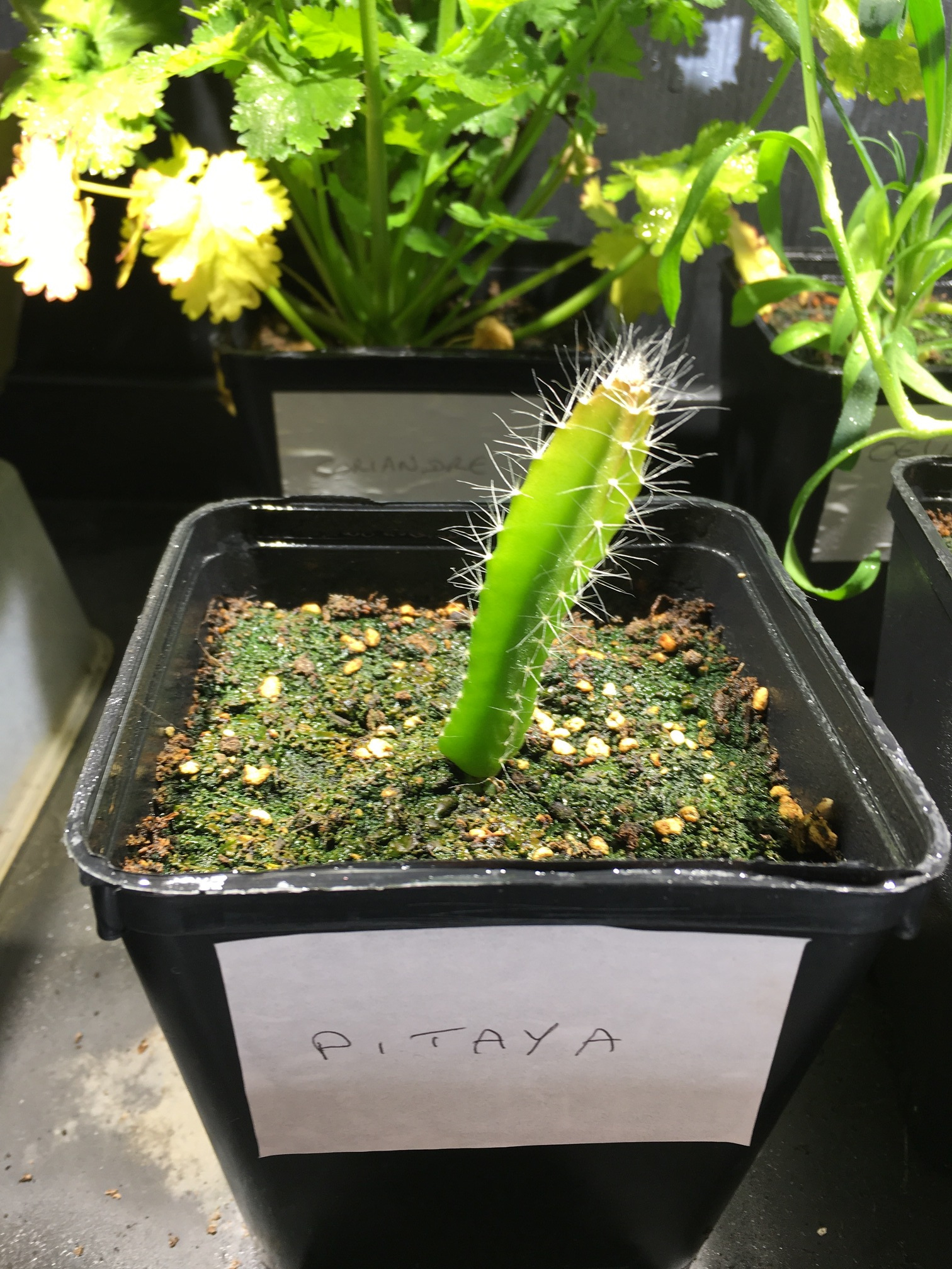 Fear the walking LED : Phase 1 - Led horticoles